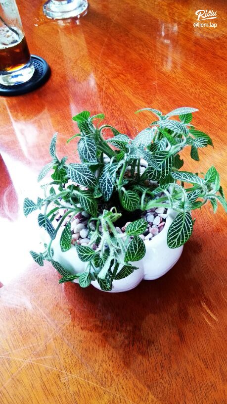 DHT KOI CAFÉ KHÔNG GIAN MỚI LẠ | riviu.vn