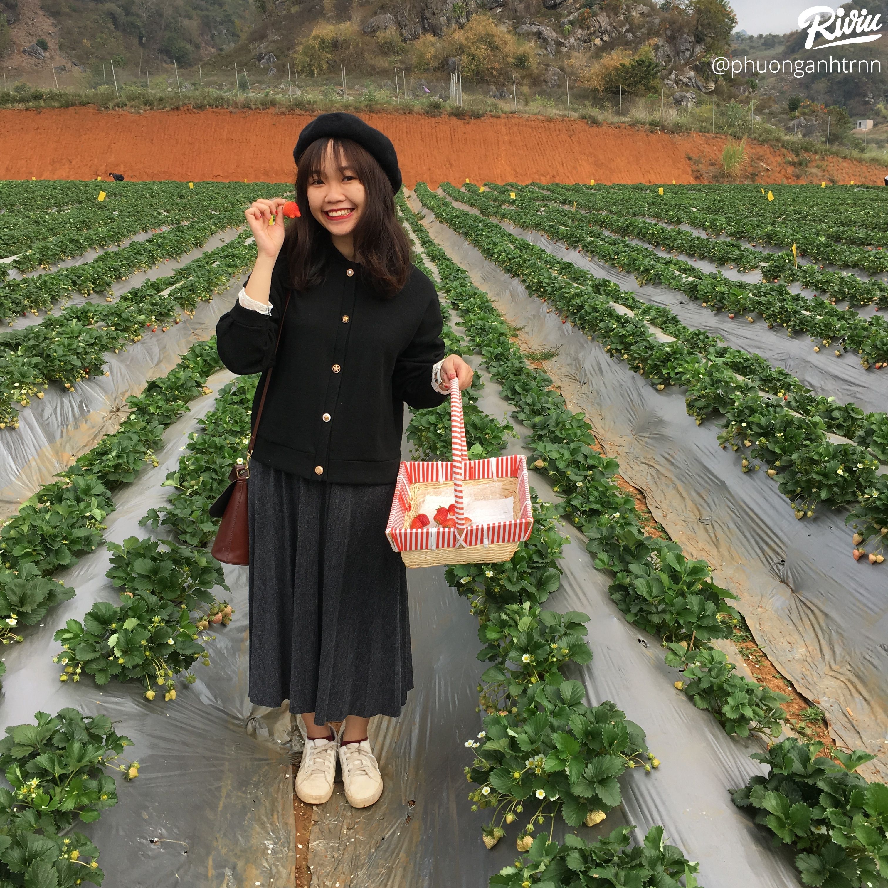 Chimi Farm, Strawberry Park Chimi Chimi Farm, Strawberry Park Chimi ...